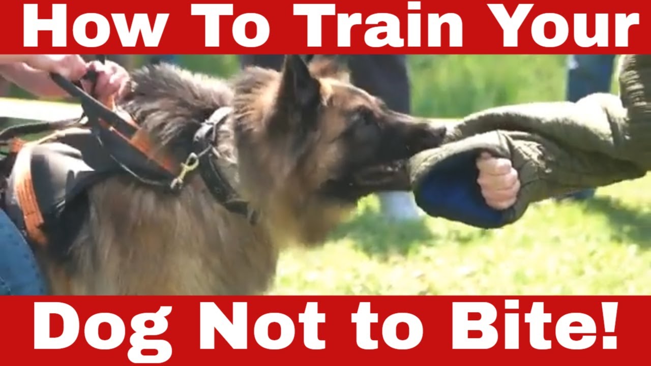 Stop Dog Bites Now! How to Stop Your Dog from Biting - YouTube