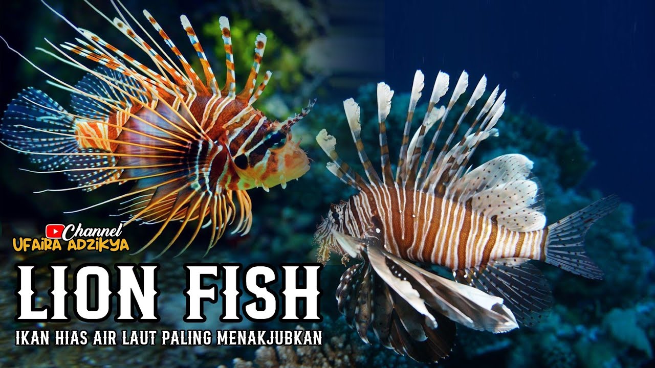 LION FISH, Pterois Volitans Ikan Hias Aquarium yang Cantik dan ...