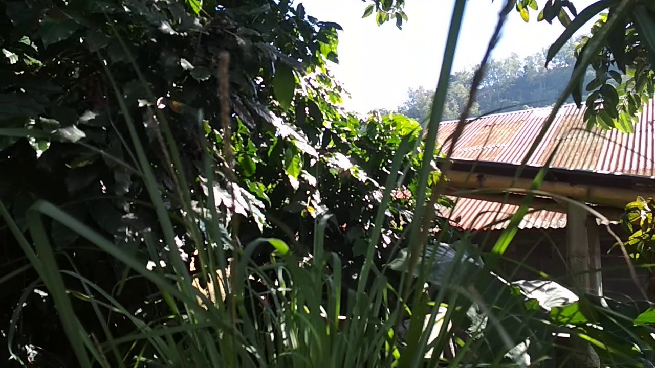 Bunga Serai dalam polybag berbunga lagi - YouTube