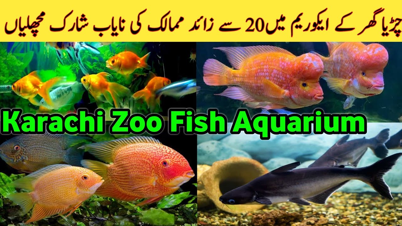 Karachi Zoo Fish Aquarium | Karachi Zoo me Shark Fish | Fish Aquarium ...