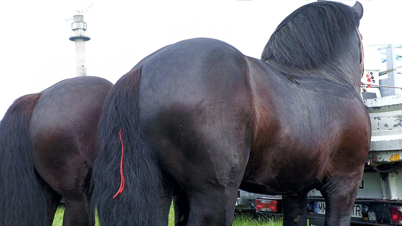 Armăsari 2 și 3 ani de vânzare Petre Rus de la Băița Băii-Baia Mare ...