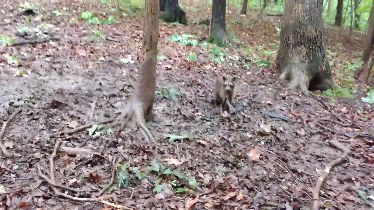 Coon down with one shot. Pest control. - YouTube