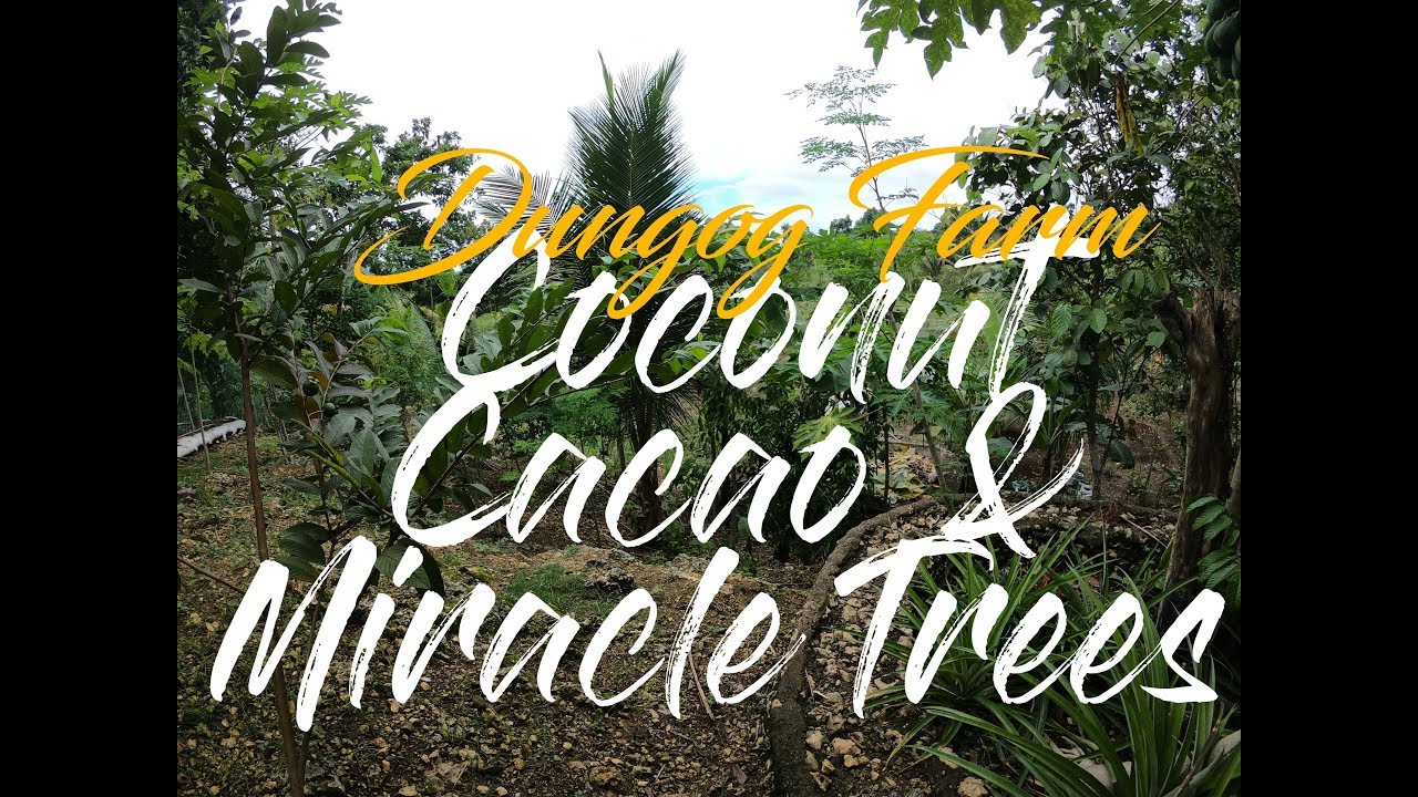 Vlog # 2 A DAY AT THE FARM. Coconut, Cacao, & Miracle Trees Update! - YouTube