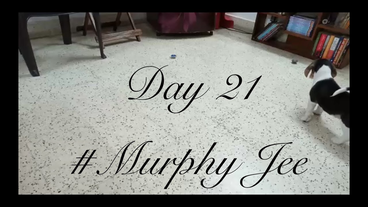 Day 21 Dog Lover My Dog Sweet Dog Dog Dog Story Best Videos For Dog Lovers YouTube day-21-dog-lover-my-dog-sweet-dog-dog-dog-story-best-videos-for-dog-lovers-youtube
