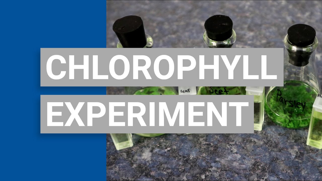 Chlorophyll Experiment | Wilson Analytical - YouTube