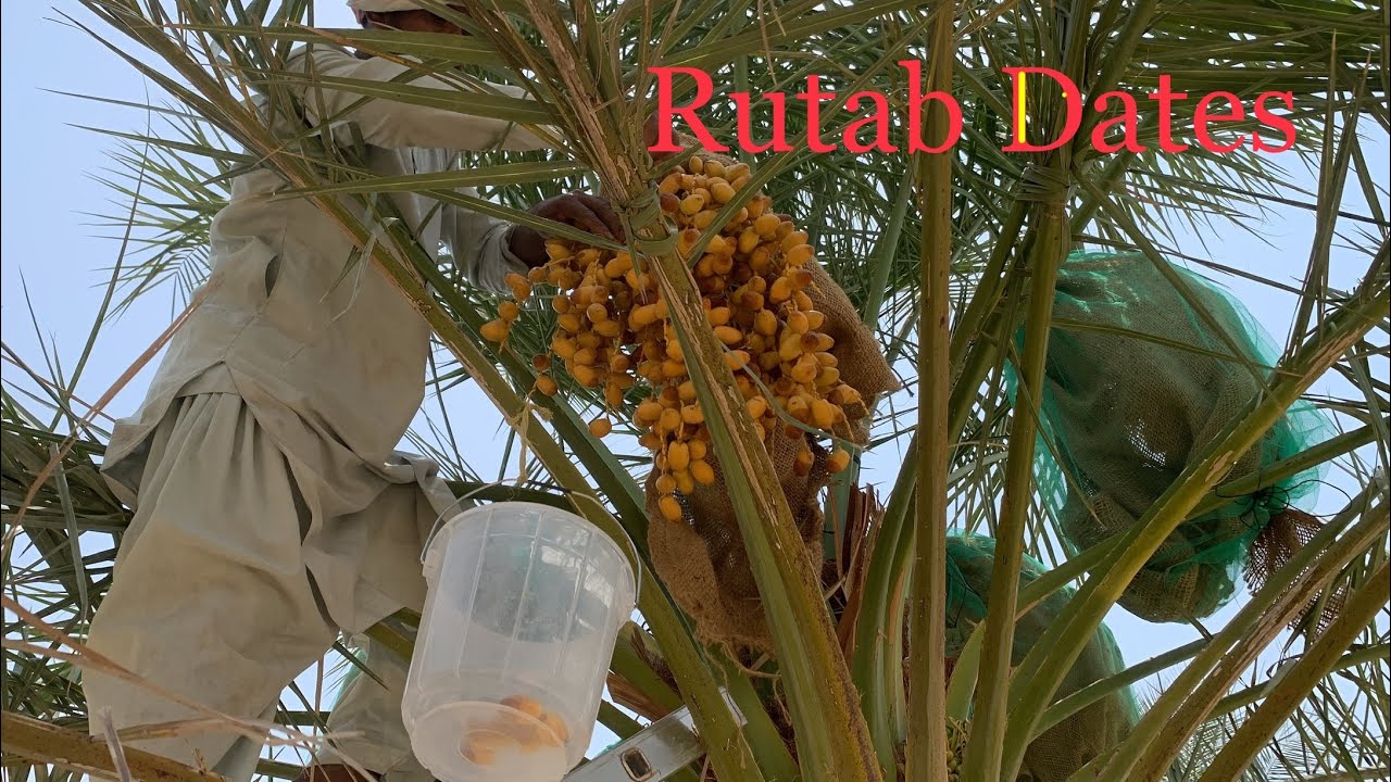 Dates Rutab Harvesting/Fresh Raw Dates The Favourite Choice - YouTube