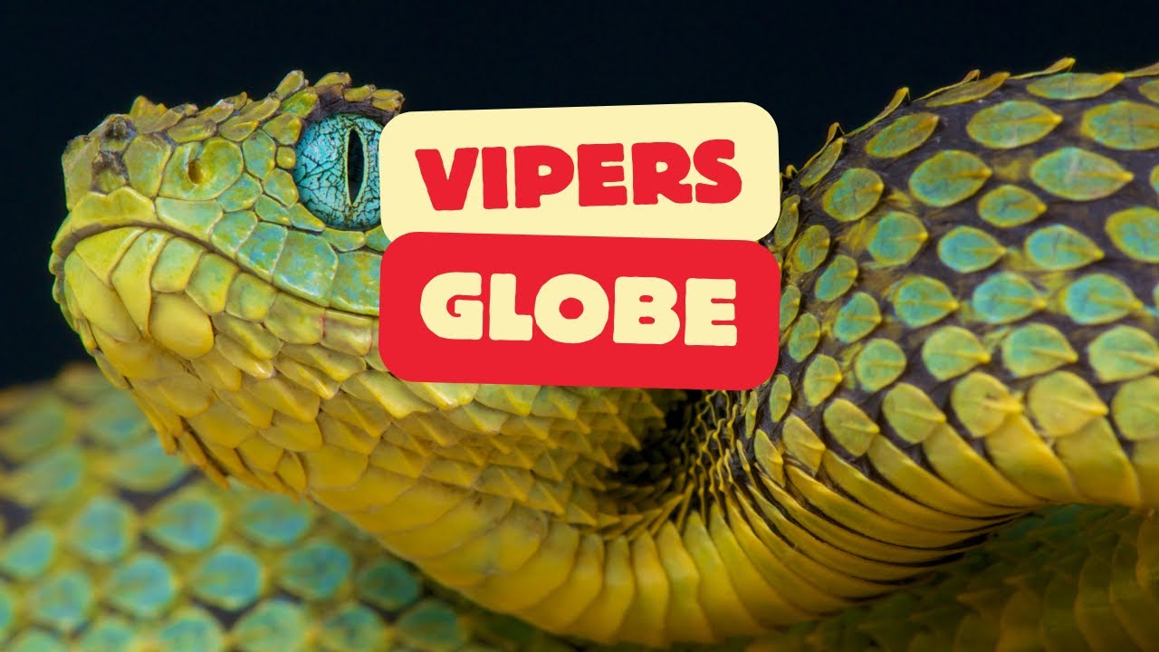 'The Most' Vipers Unveiled: The Origin and Characteristics - YouTube