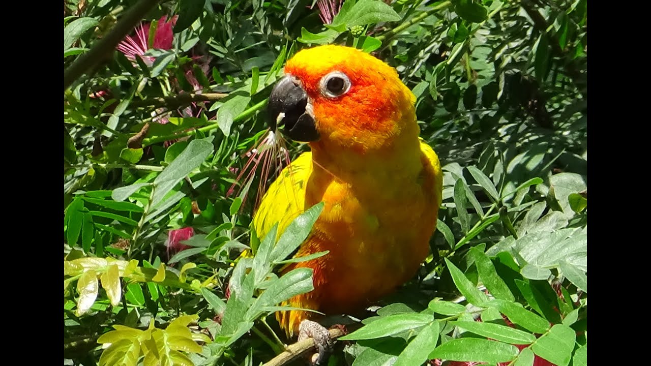 Aratinga solstitialis - (Linnaeus, 1758) HD - Conure soleil ...