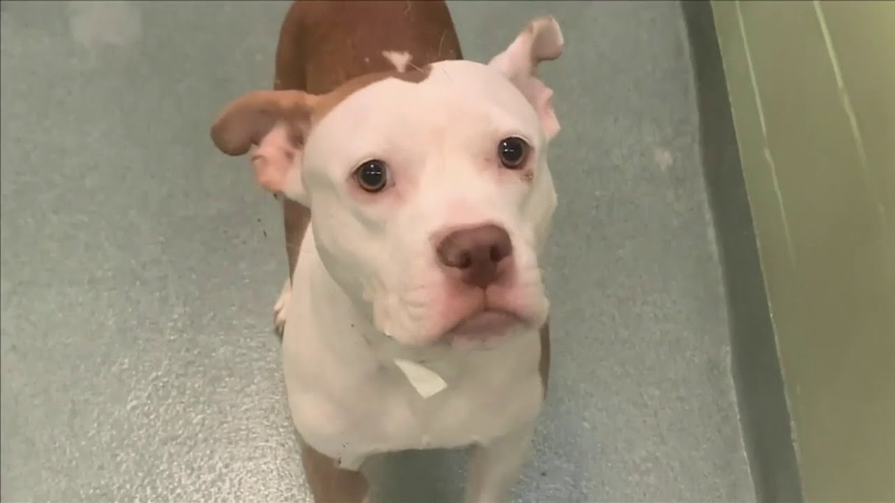 Animal shelter rescues pets affected by Hurricane Michael - YouTube