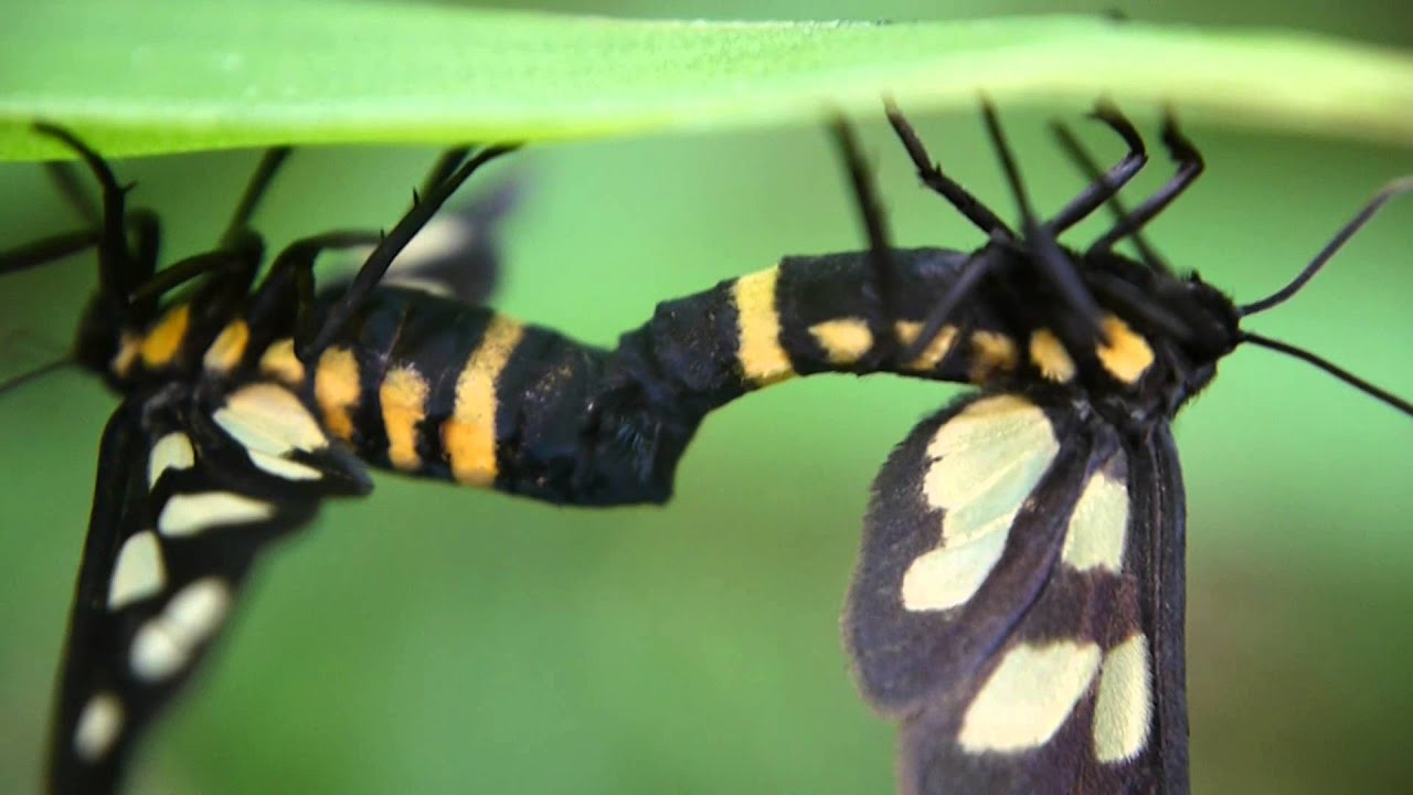 カノコガ Amata fortunei のペア - YouTube