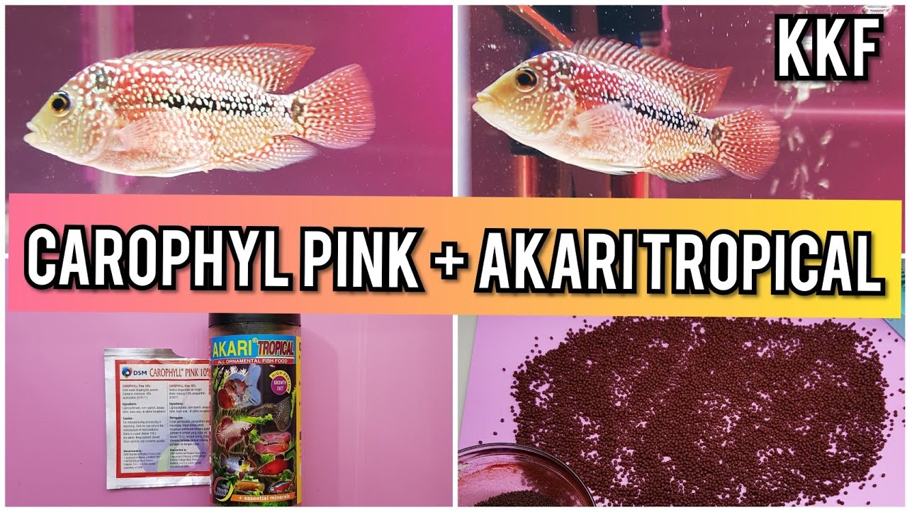 CAROPHYL PINK + AKARI TROPICAL FOR BURAYAK - YouTube