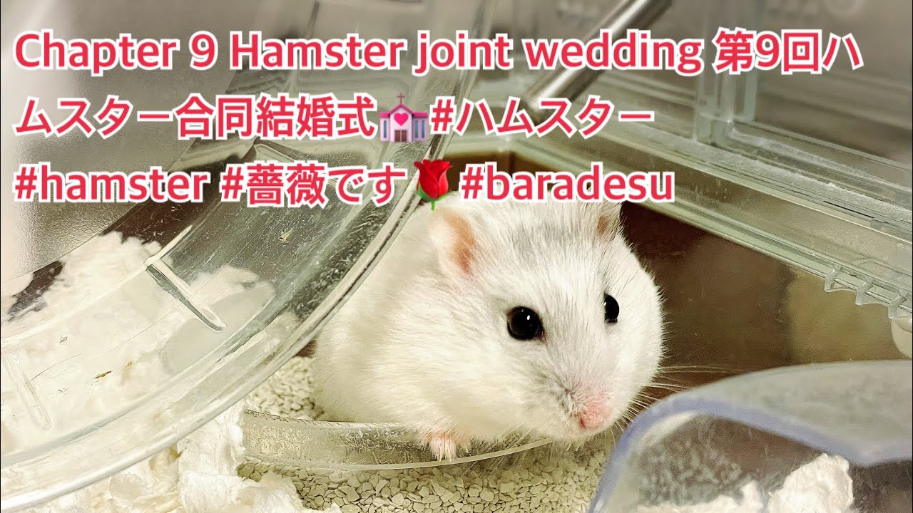 Chapter 9 Hamster joint wedding 第9回ハムスター合同結婚式💒#ハムスター #hamster #薔薇です🌹 ...