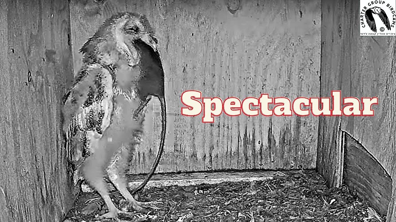 Nature's Marvel: Barn Owl Nestling Gobbles Up Rat, Including Its Long ...