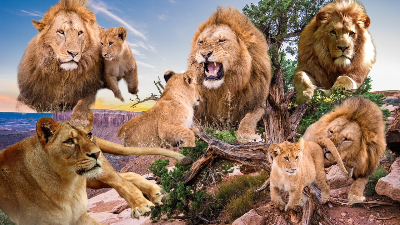 Lion Roaring: The Majesty of Nature. Lions and Lionesses in their ...
