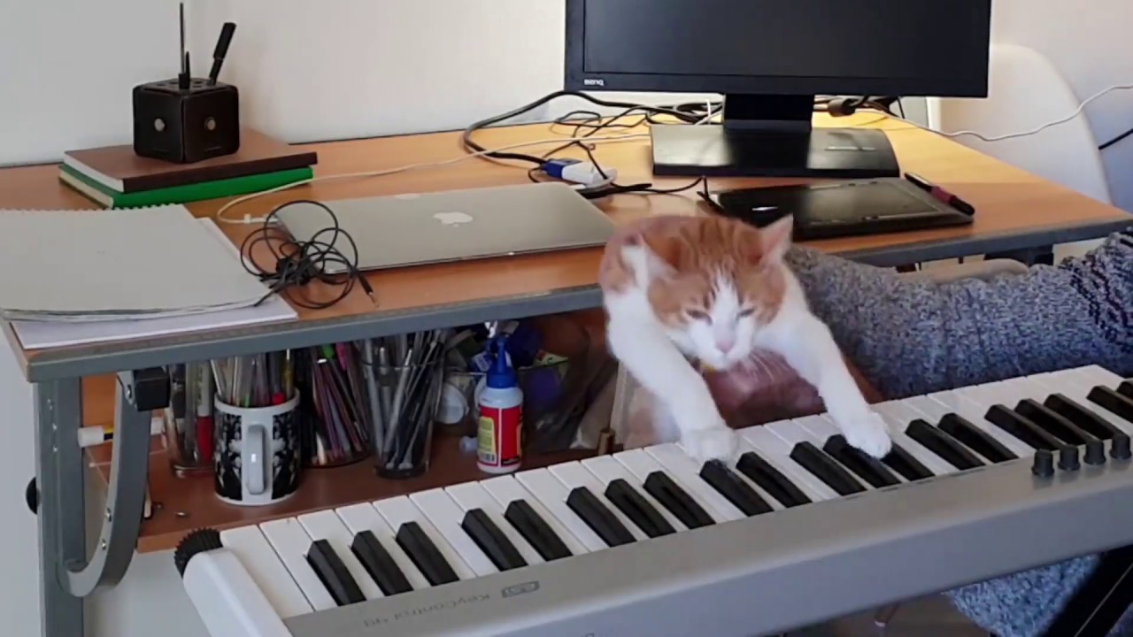 Gato tocando el piano ! - YouTube