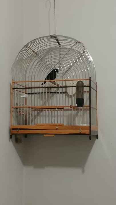 PICOLET 973 A.P - YouTube