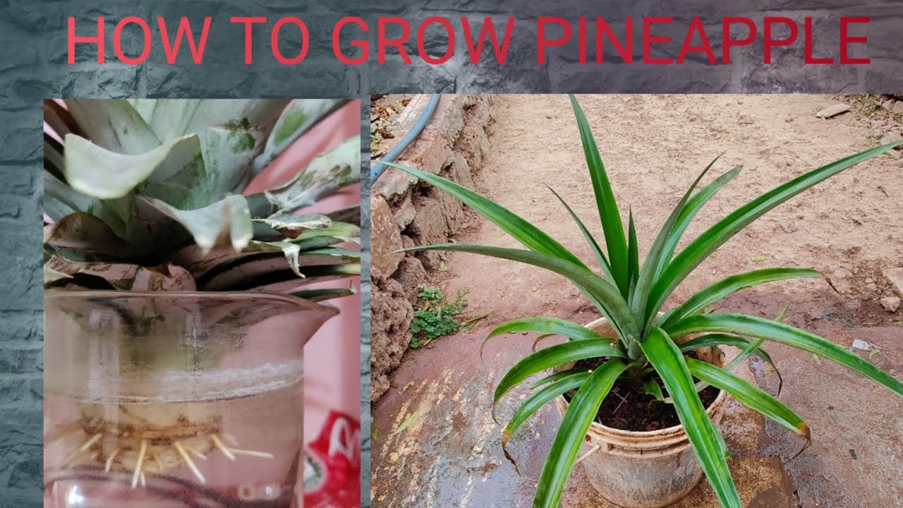 How to grow pineaple| grow pineapple from crown| pineapple kaise ugaye# ...