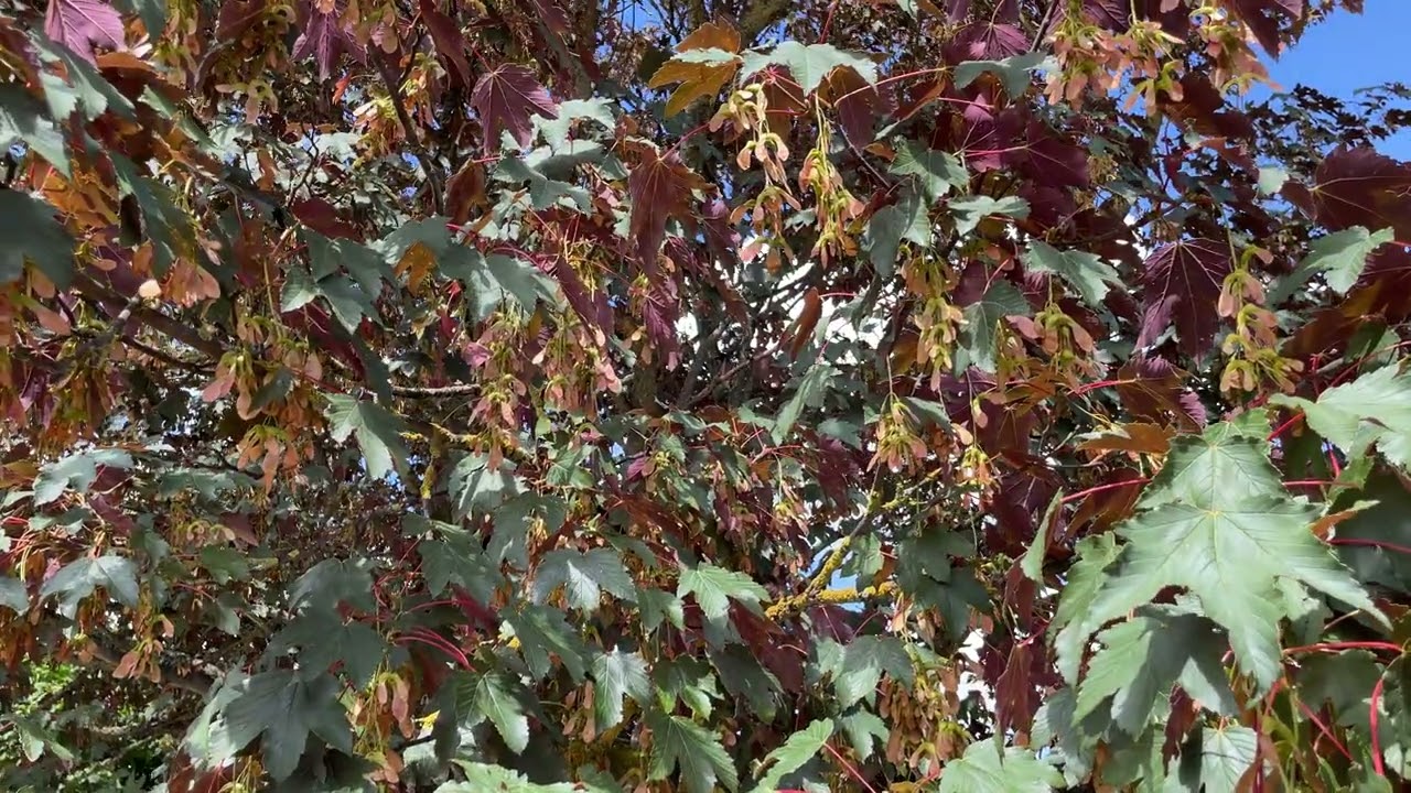 Purple Sycamore - leaves & samaras / fruit - August 2022 - YouTube