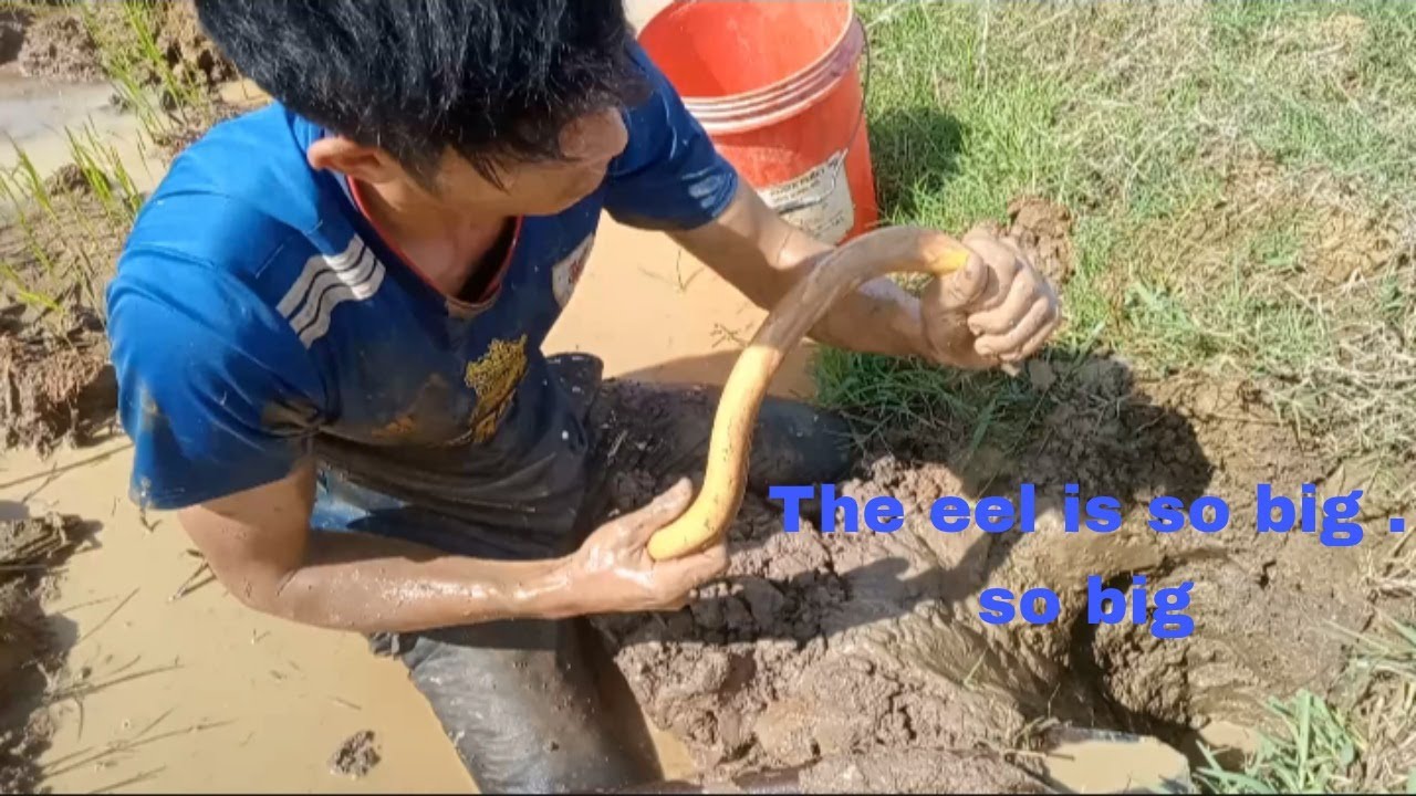 Field Eel Search Process # Eel digging with beautiful scenery # Eel ...