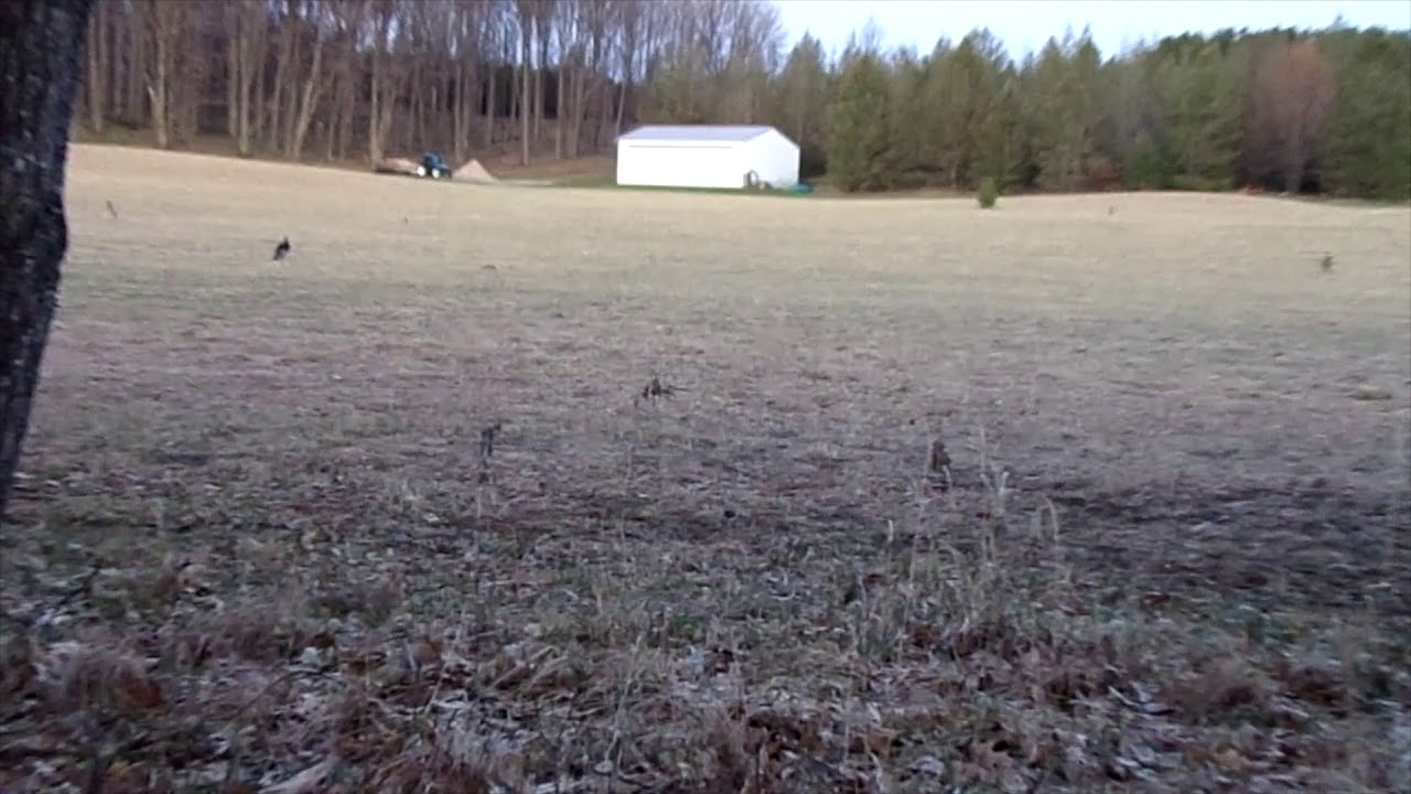 Gobbler Screaming in your face! turkey down 2020 - YouTube