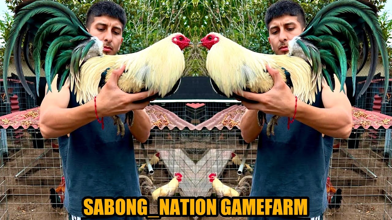 Grey Brownred Mclean Hatch Kelso | SABONG_NATION GAMEFARM - YouTube