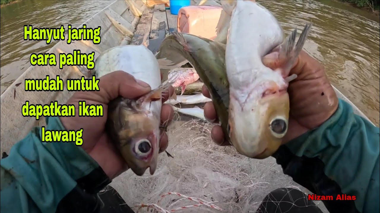 HANYUT JARING,CARA MUDAH UNTUK DAPATKAN IKAN LAWANG BILA MUSIMNYA TIBA ...