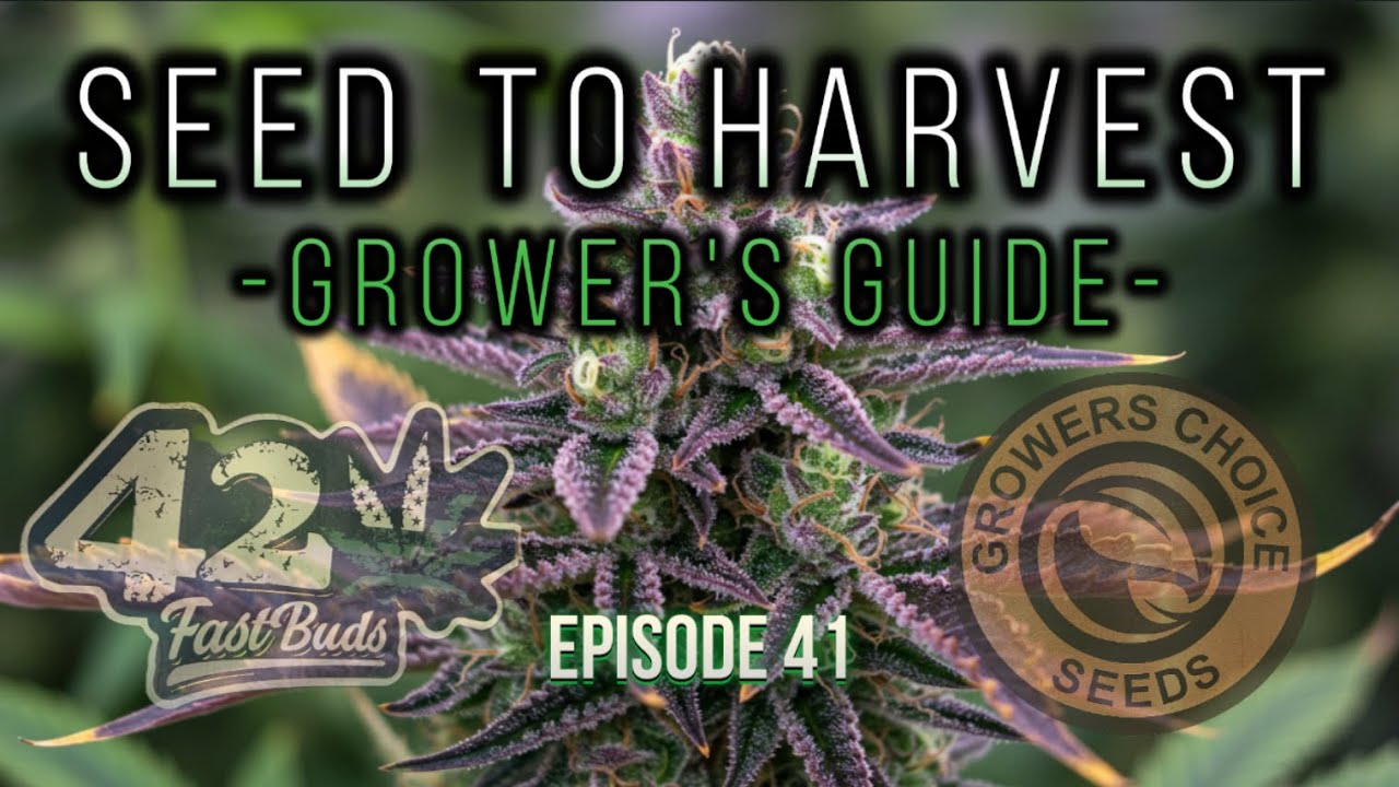 🌱 Seed to Harvest - Growers Choice & FastBuds 420 | Full Harvest Day ...