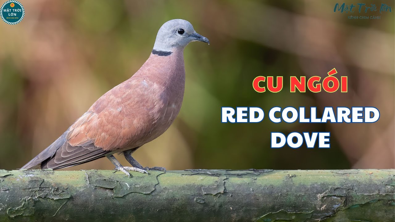 Chim Cu ngói gáy chuẩn | Cu ngói mồi Red Collared Dove song นกเขาไฟ ...