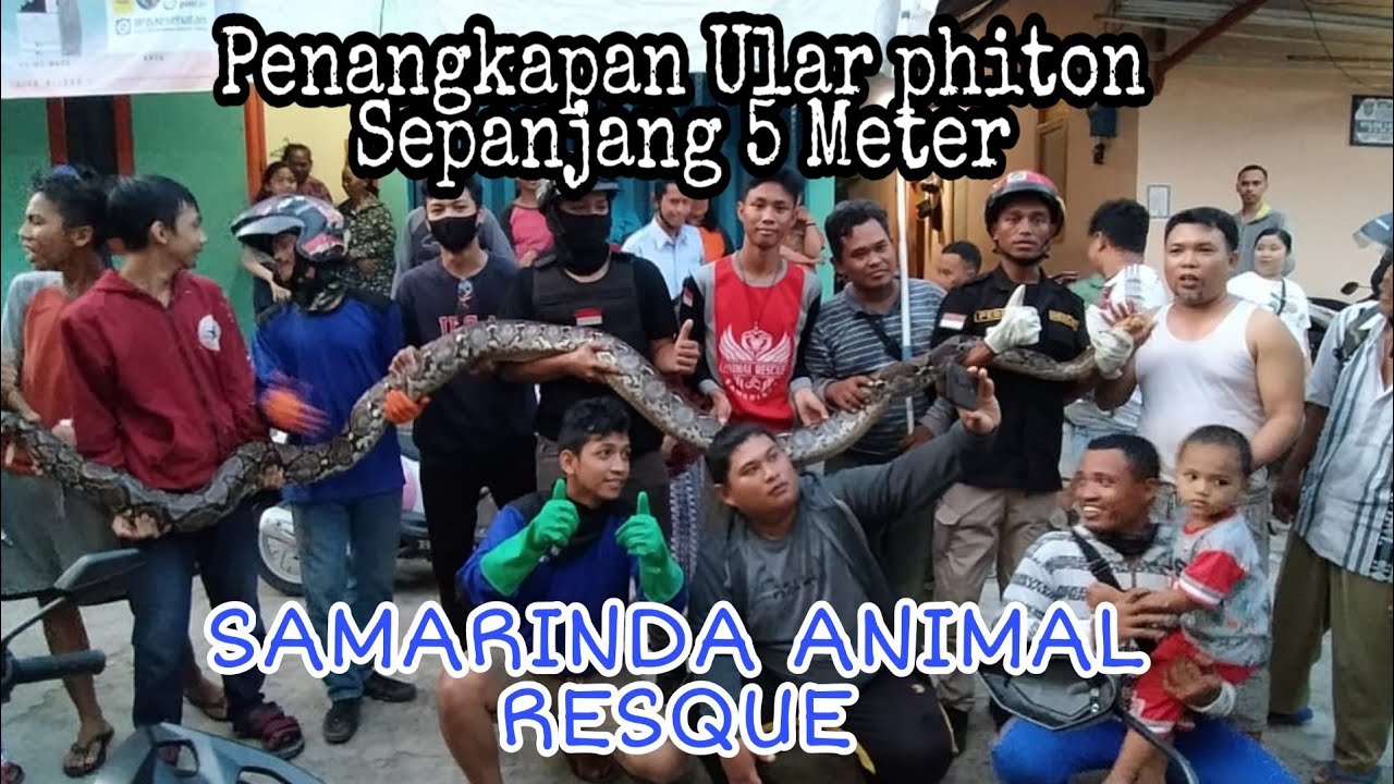 Detik detik penangkapan ular sawa (python snake) Tim Samarinda Animal Resque - YouTube