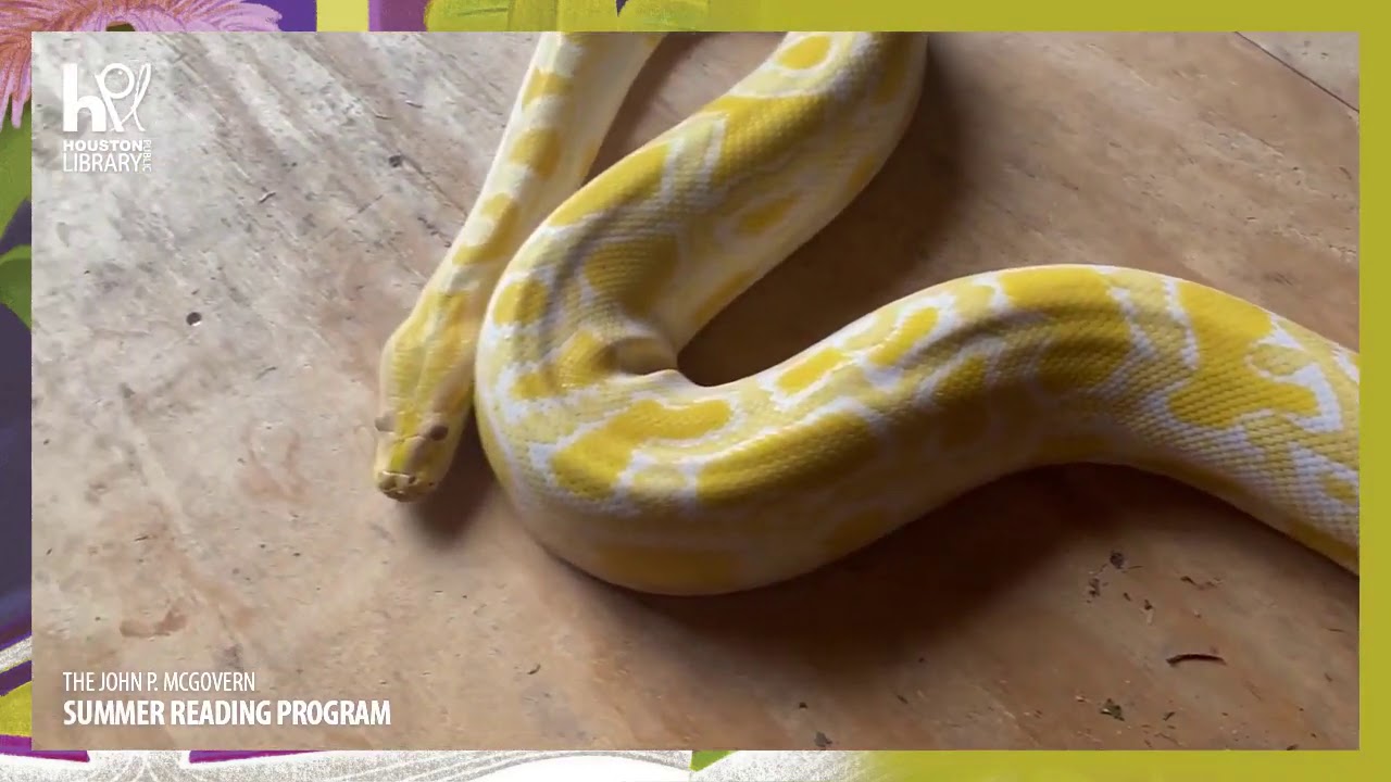 HPL SRP: Texas Snakes and More - Locomotion - YouTube