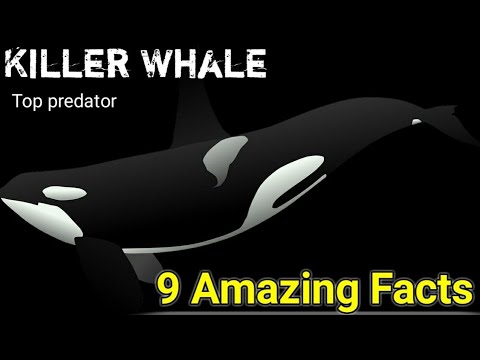 orca the amazing predator | smartest whale | predator of the ocean ...