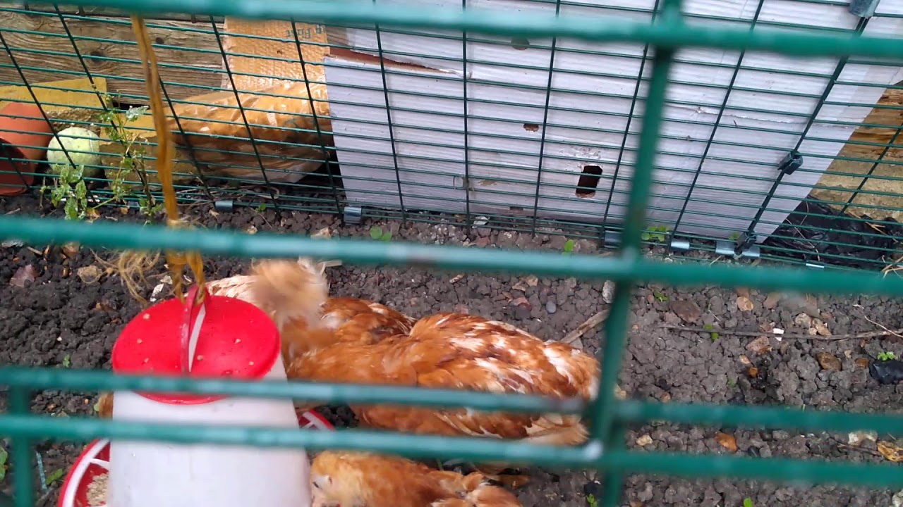 Six week old Chicks eating l Day 1 l Chickens At Home - YouTube