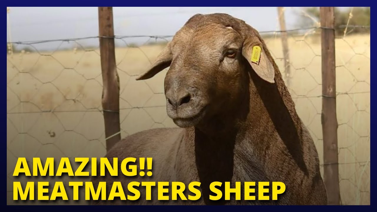 🔵 Meatmasters Sheep Ram - YouTube
