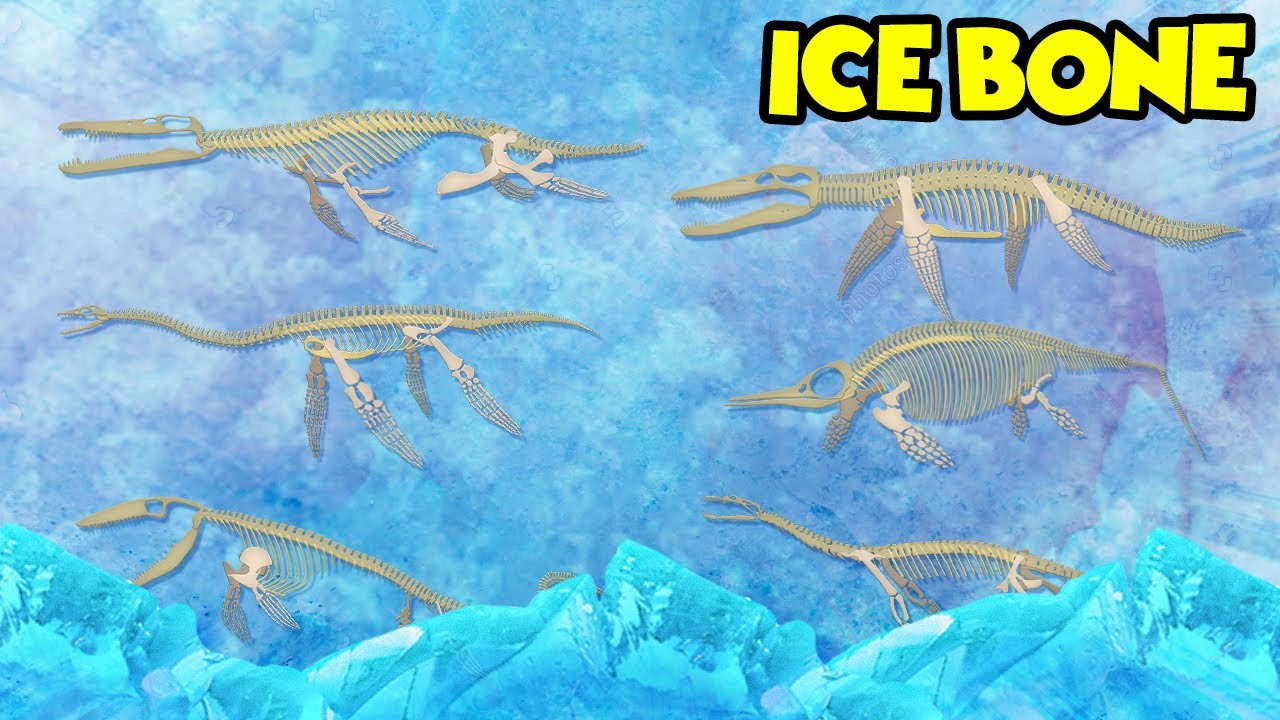 Sea Dinosaur bone puzzle study |What shape are dinosaur bones?|What did ...