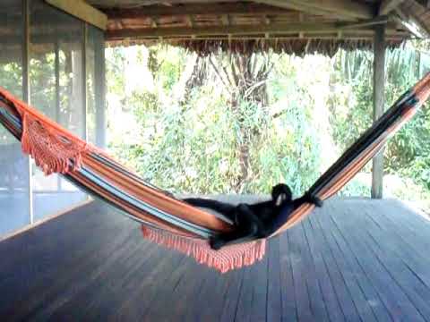 Spider Monkey on a Hammock - YouTube