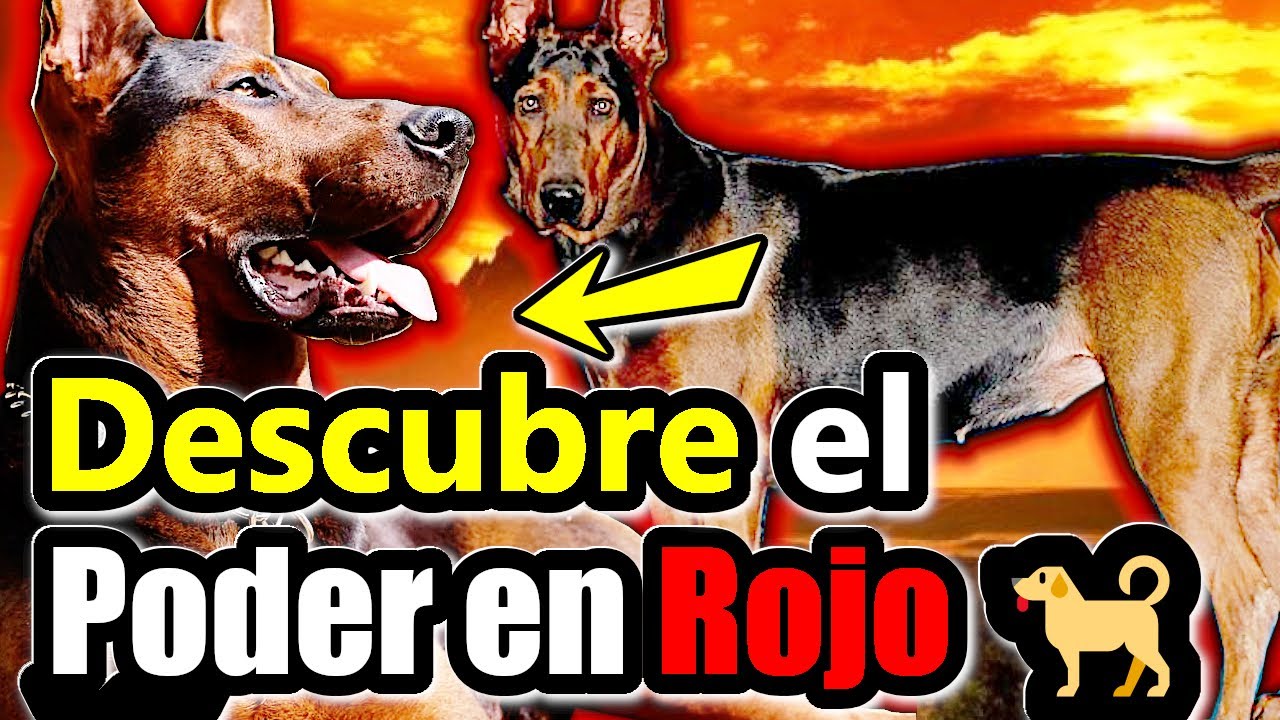 Laizhou Hong Dog: Descubre los Secretos de esta Fascinante Raza China 🐾 ...