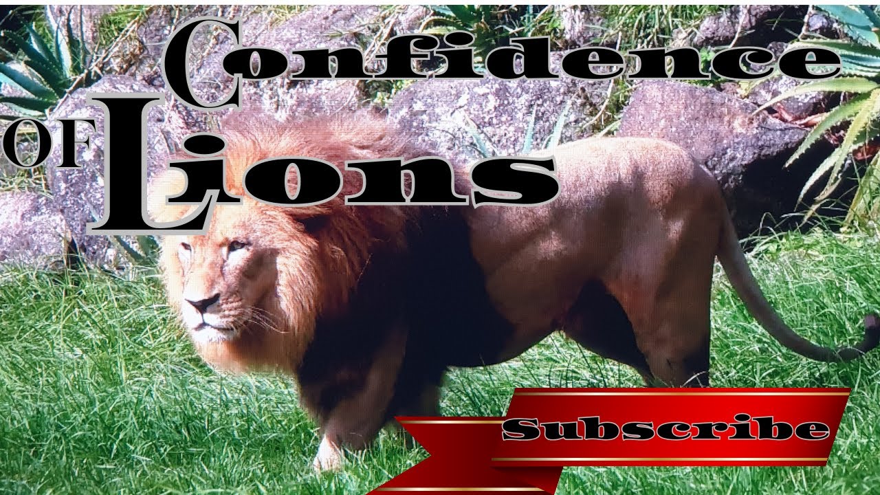 Confidence of Lions - YouTube