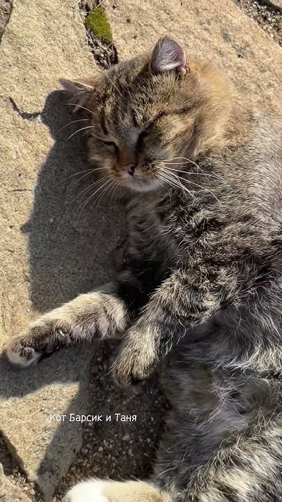 🌺 3 сентября! Как хорошо, что Барсику НЕ НАДО в школу! #barsik #cat # ...