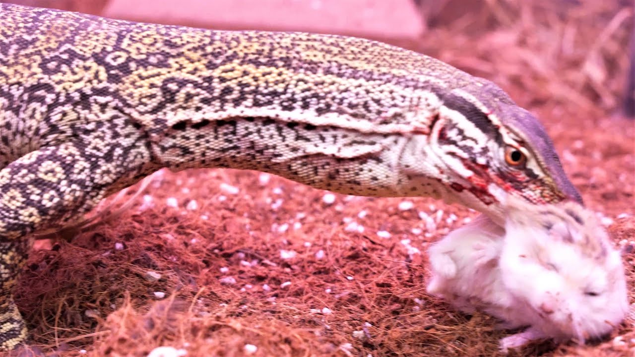 Sand monitor snatches some hamsters - YouTube