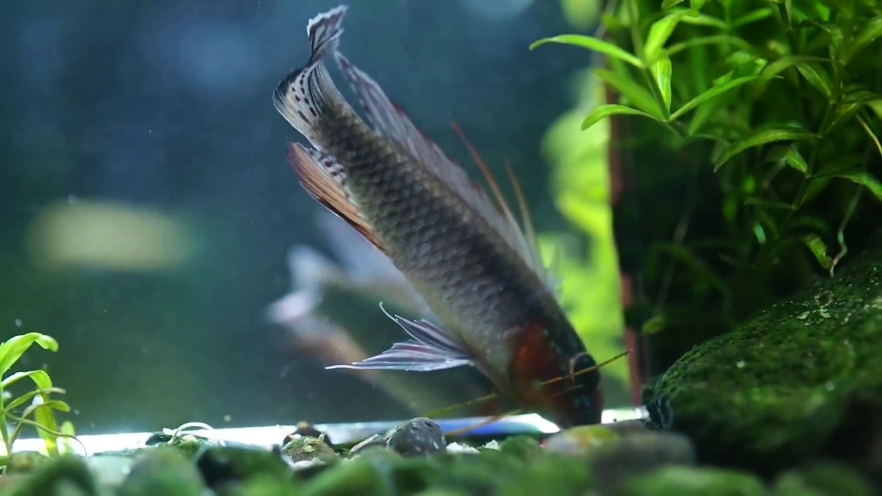 Apistogramma Elizabethae - YouTube
