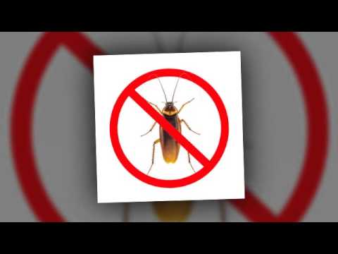 Pest Control | AAA Exterminating - Indianapolis, IN - YouTube