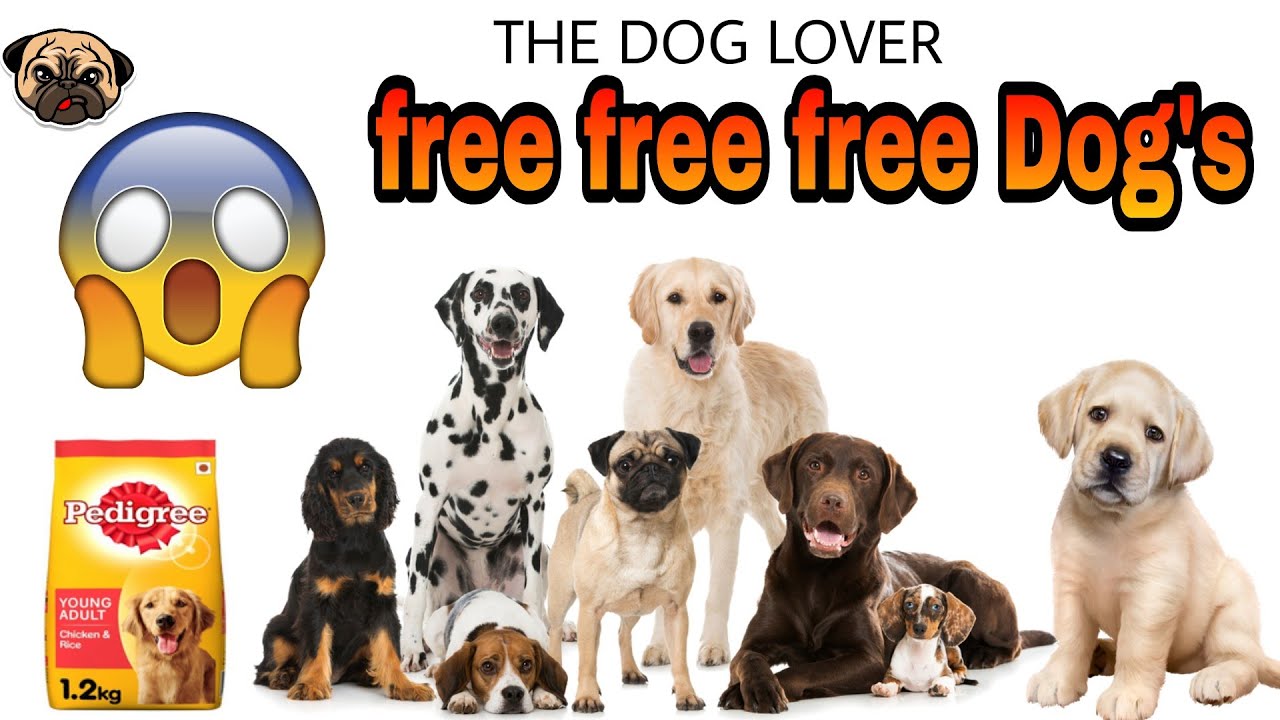 Free free free dog's // फ्री डॉग // - YouTube