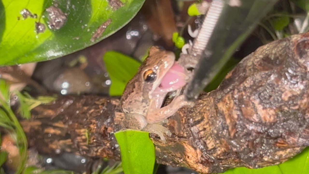 Feeding A Whistling Tree Frog In New Zealand at Night | 2022 | #animals ...