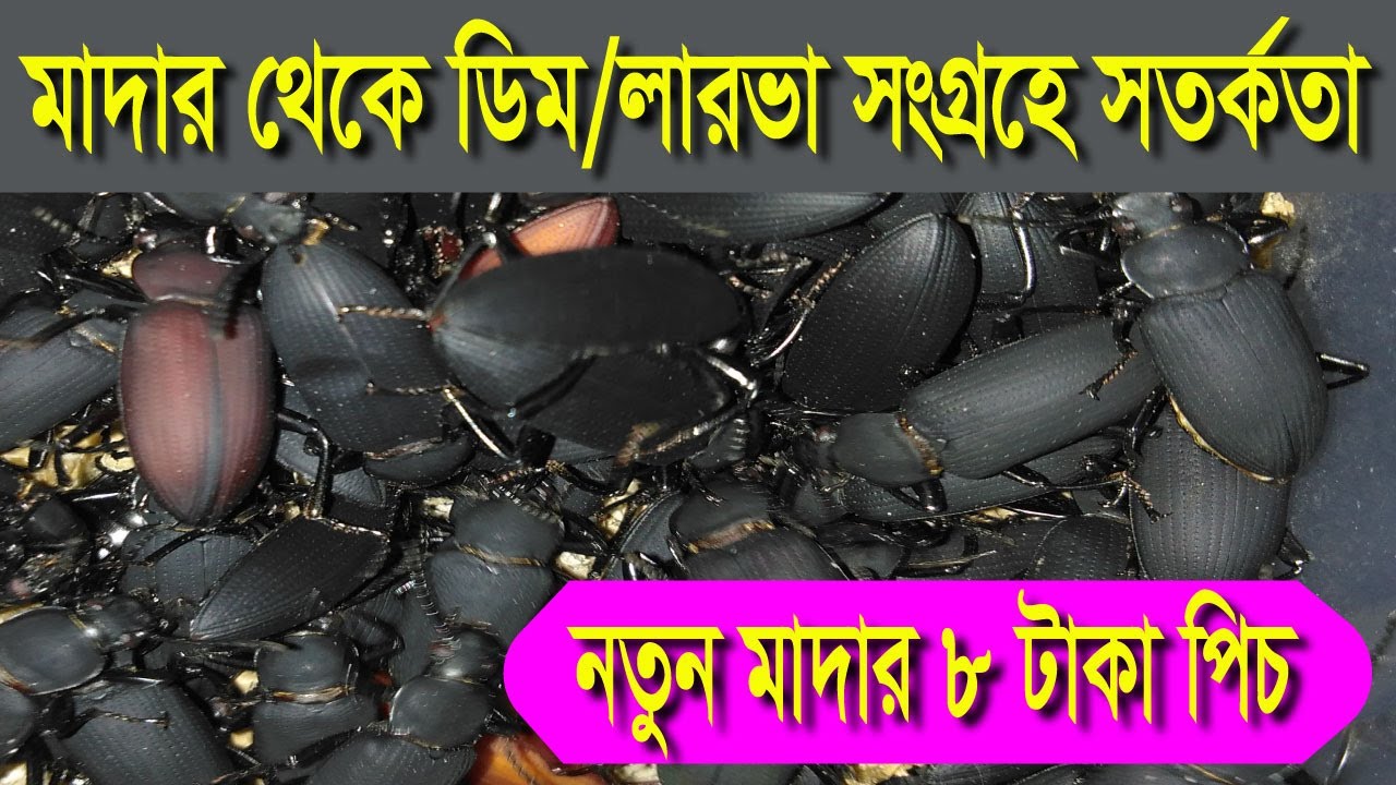 বিটল থেকে ডিম/লারভা সংগ্রহে সতর্কতা_ bitol poka/বিটল পোকা/সমন্বিত কৃষি ...