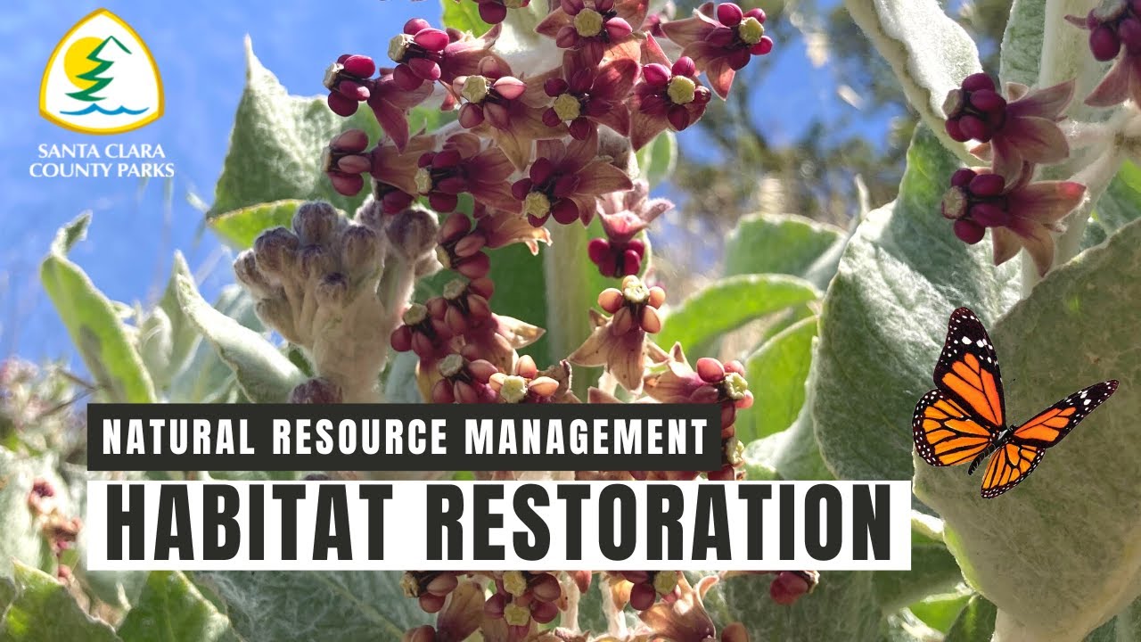 Habitat Restoration - YouTube