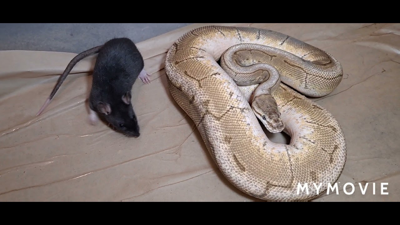 Live Feeding Video (Apollo Destroys a rat)🏆#BPL #livefeeding #Viral # ...