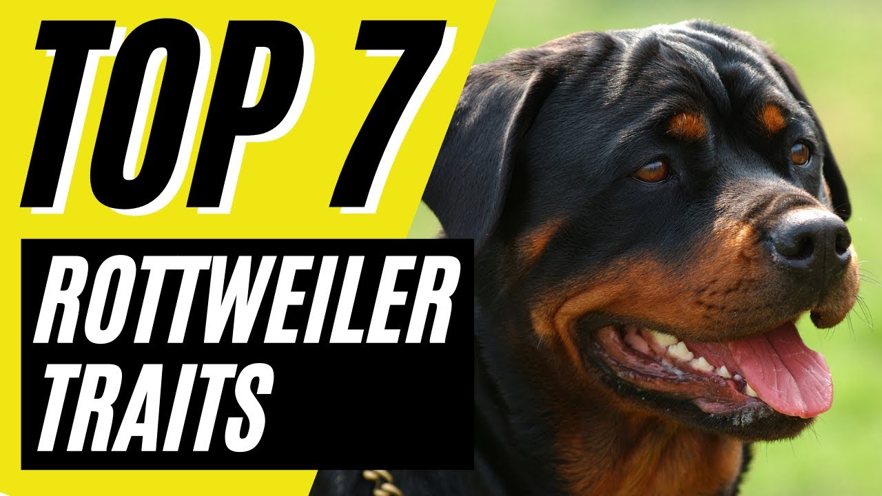 7 Traits That Make Rottweiler Dog Amazing - Rottweilers 101 - YouTube