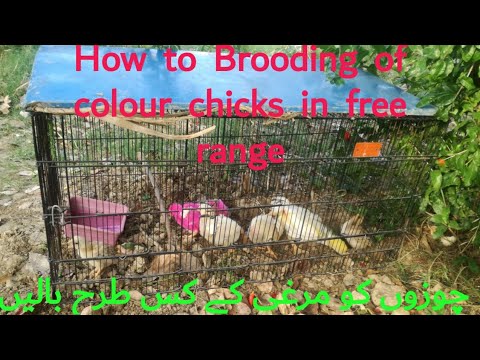How to Brooding of chicks in free range #utube #utubeshorts #utubevideo ...