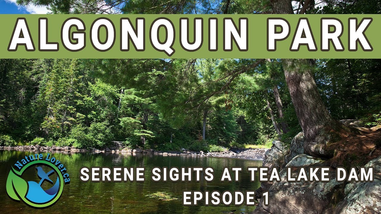 Algonquin Park - Serene Sights At Tea Lake Dam Picnic Area - Episode 1 ...