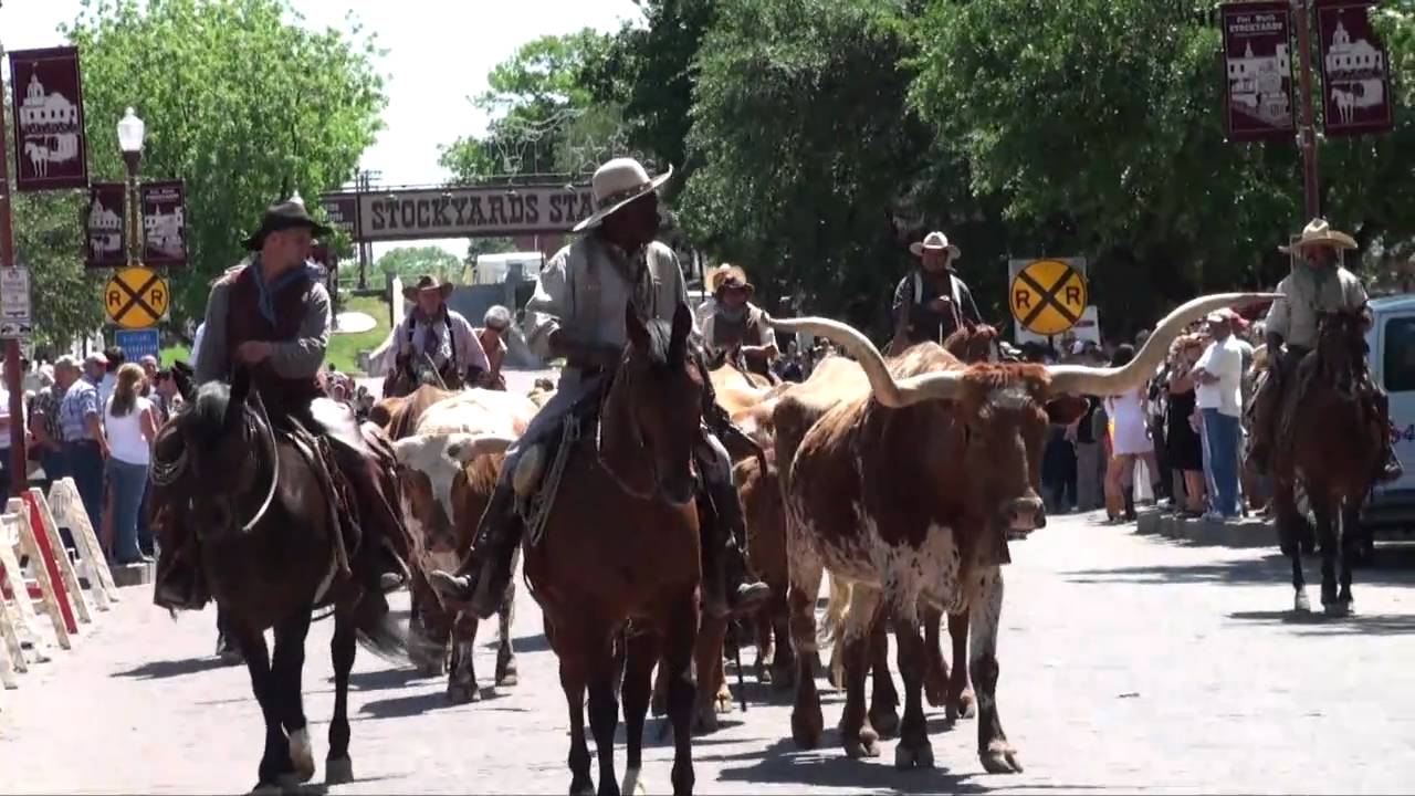 Vaches longhorns à Fort Worth, Texas - YouTube